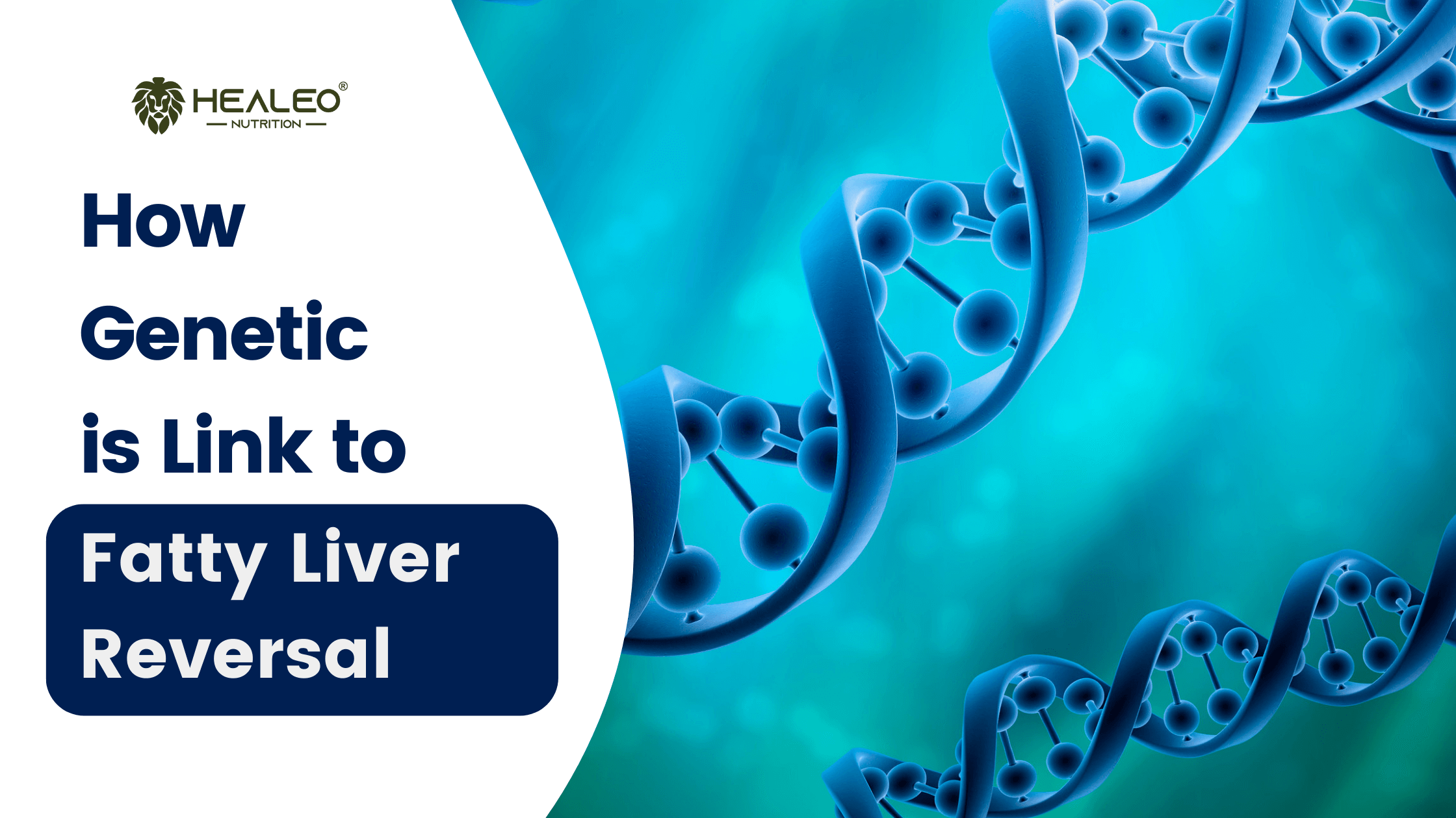 How Genetic is Link to Fatty Liver | Healeo Nutrition